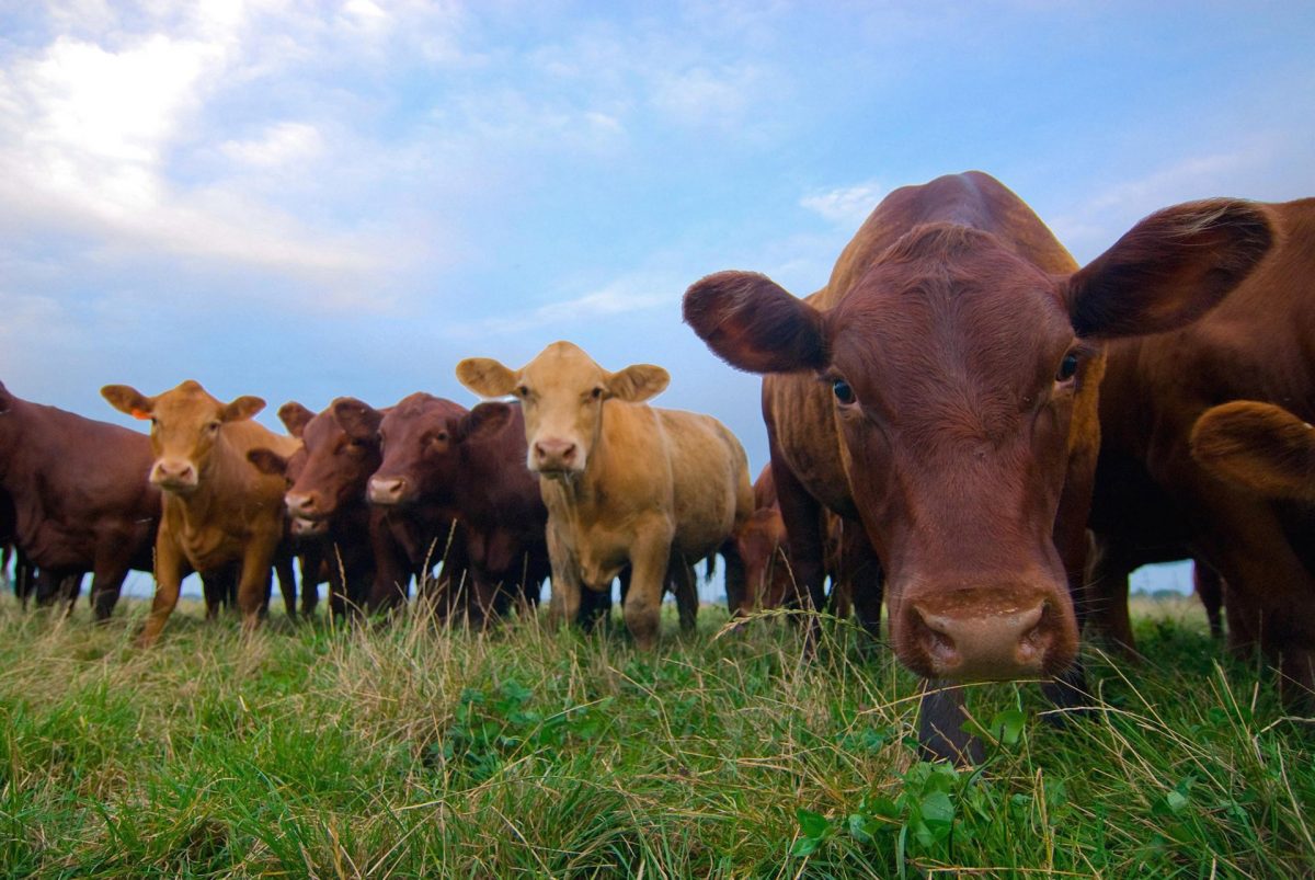 How can you eat your COWS? | Logan Family Farms, LLC.